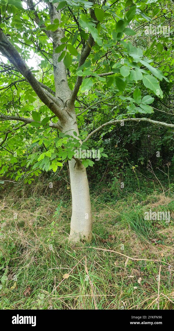 Persian walnut (Juglans regia Stock Photo - Alamy
