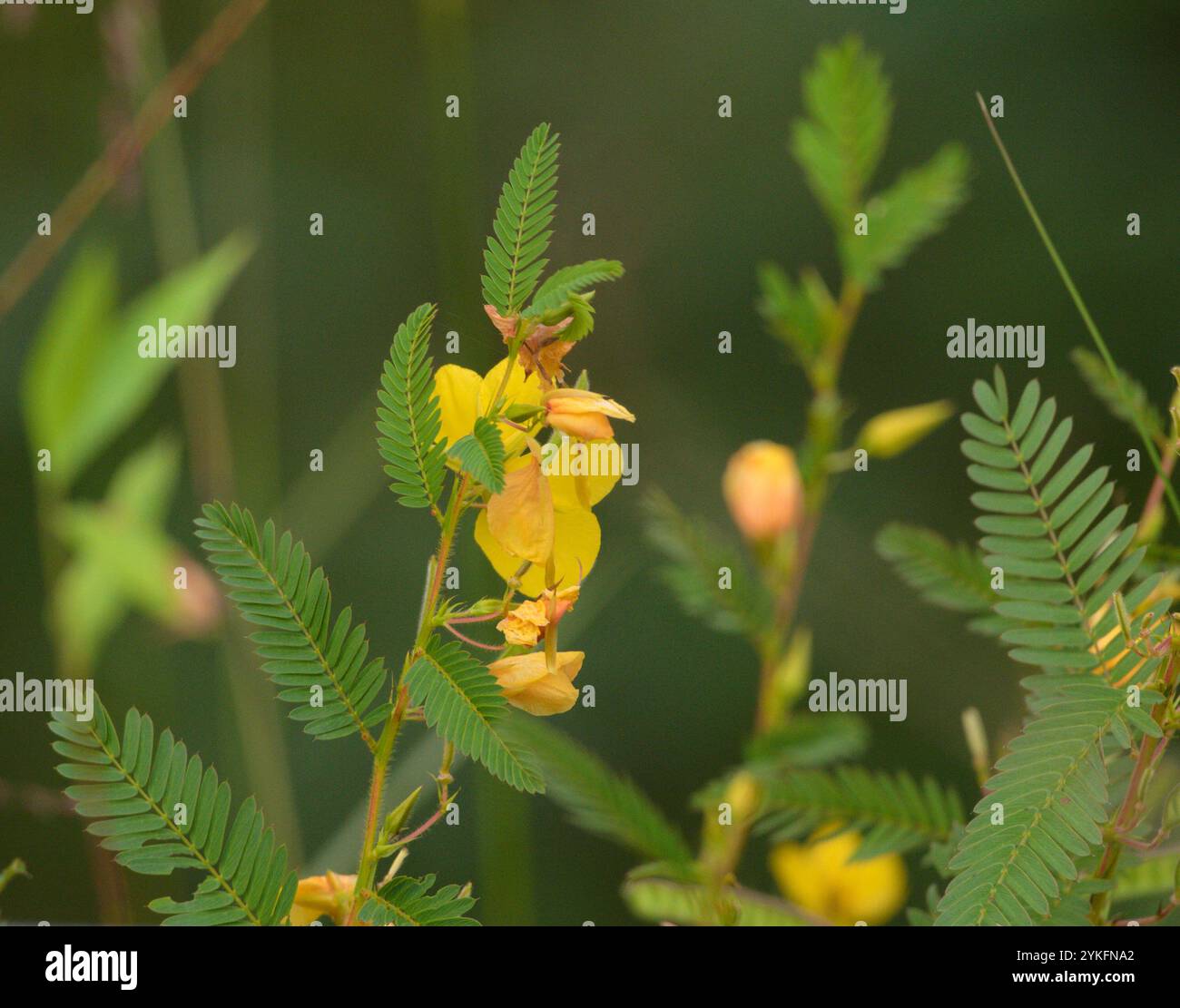 partridge pea (Chamaecrista fasciculata Stock Photo - Alamy