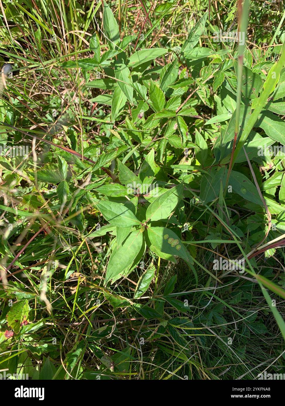 New Jersey tea (Ceanothus americanus Stock Photo - Alamy