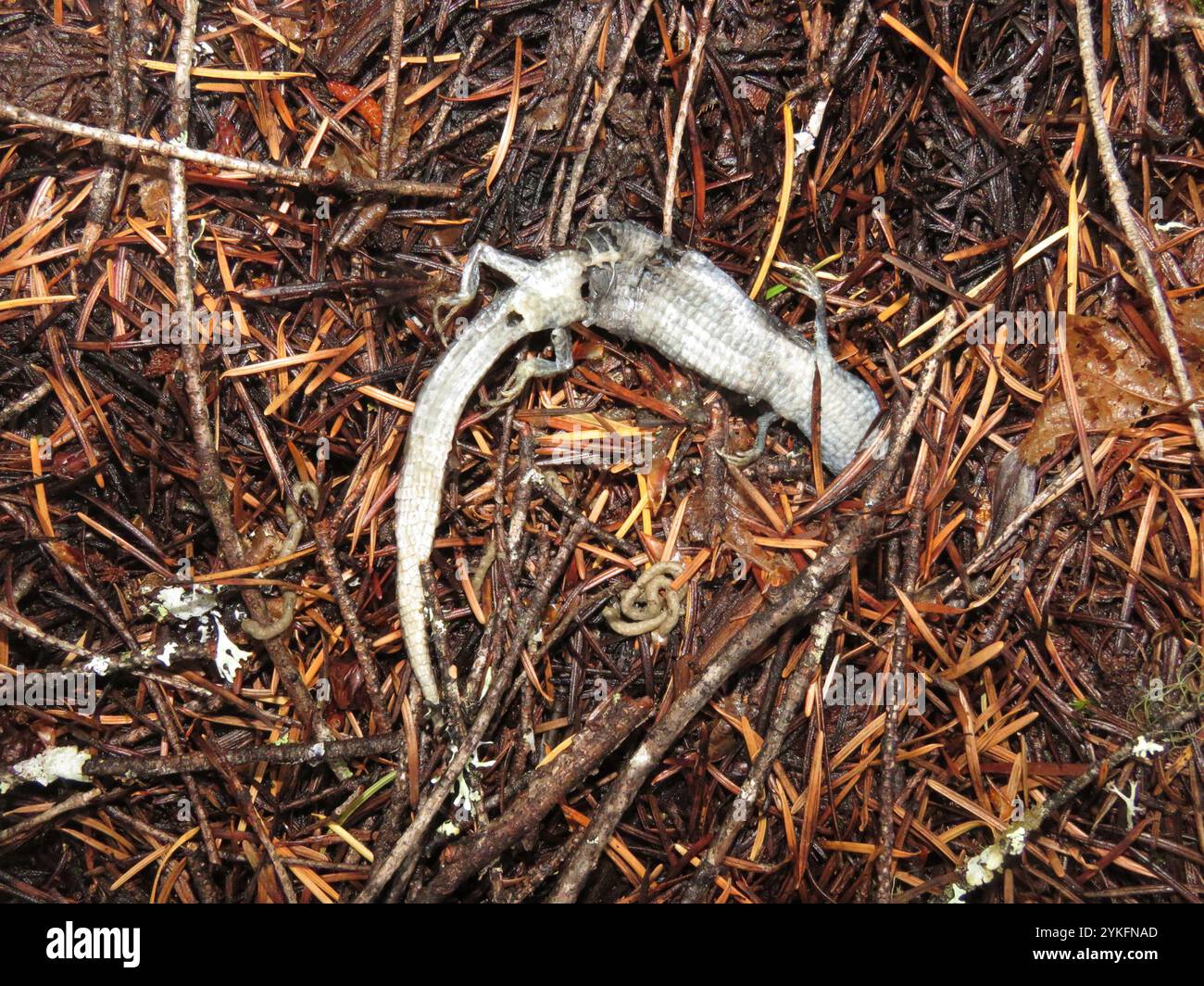 Northern Alligator Lizard (Elgaria coerulea Stock Photo - Alamy