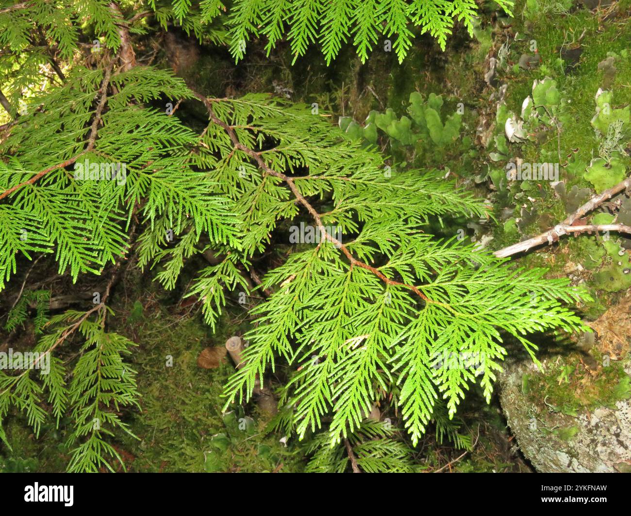 western redcedar (Thuja plicata Stock Photo - Alamy