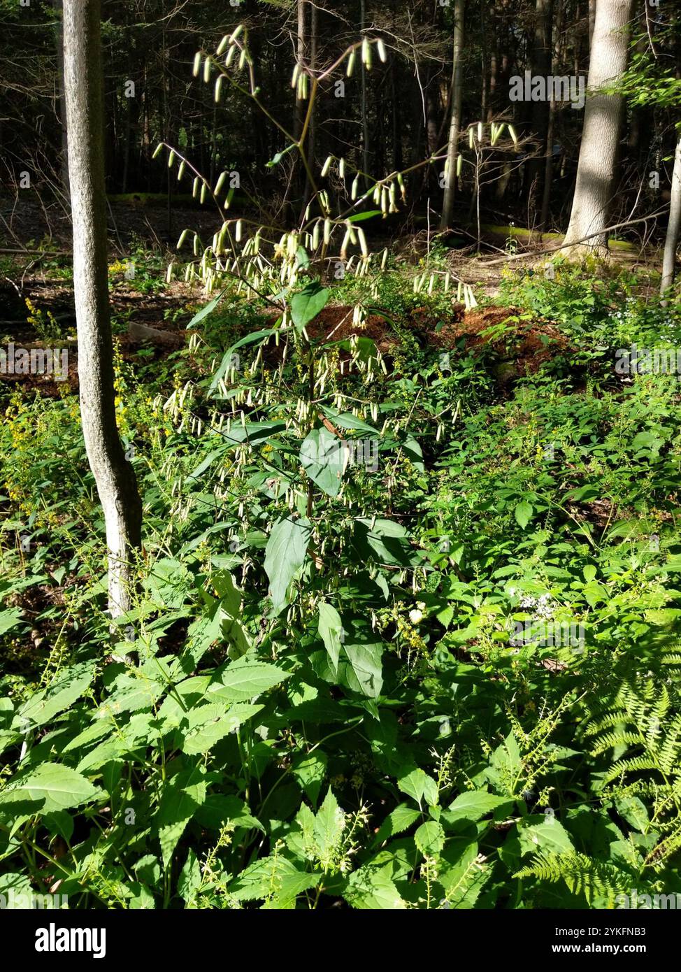 rattlesnake roots (Nabalus Stock Photo - Alamy