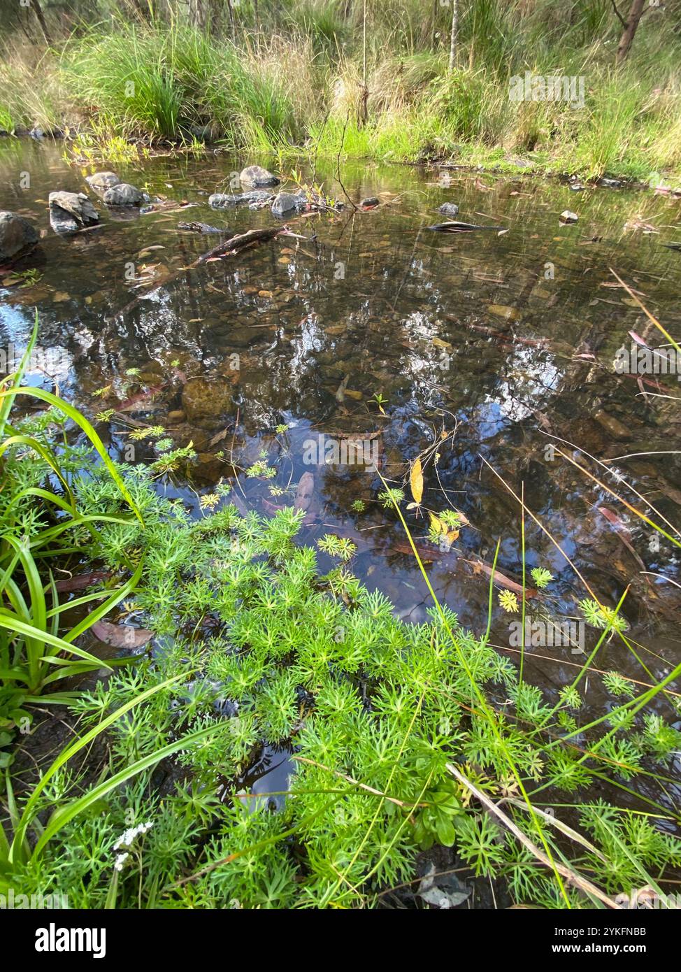 river buttercup (Ranunculus inundatus Stock Photo - Alamy
