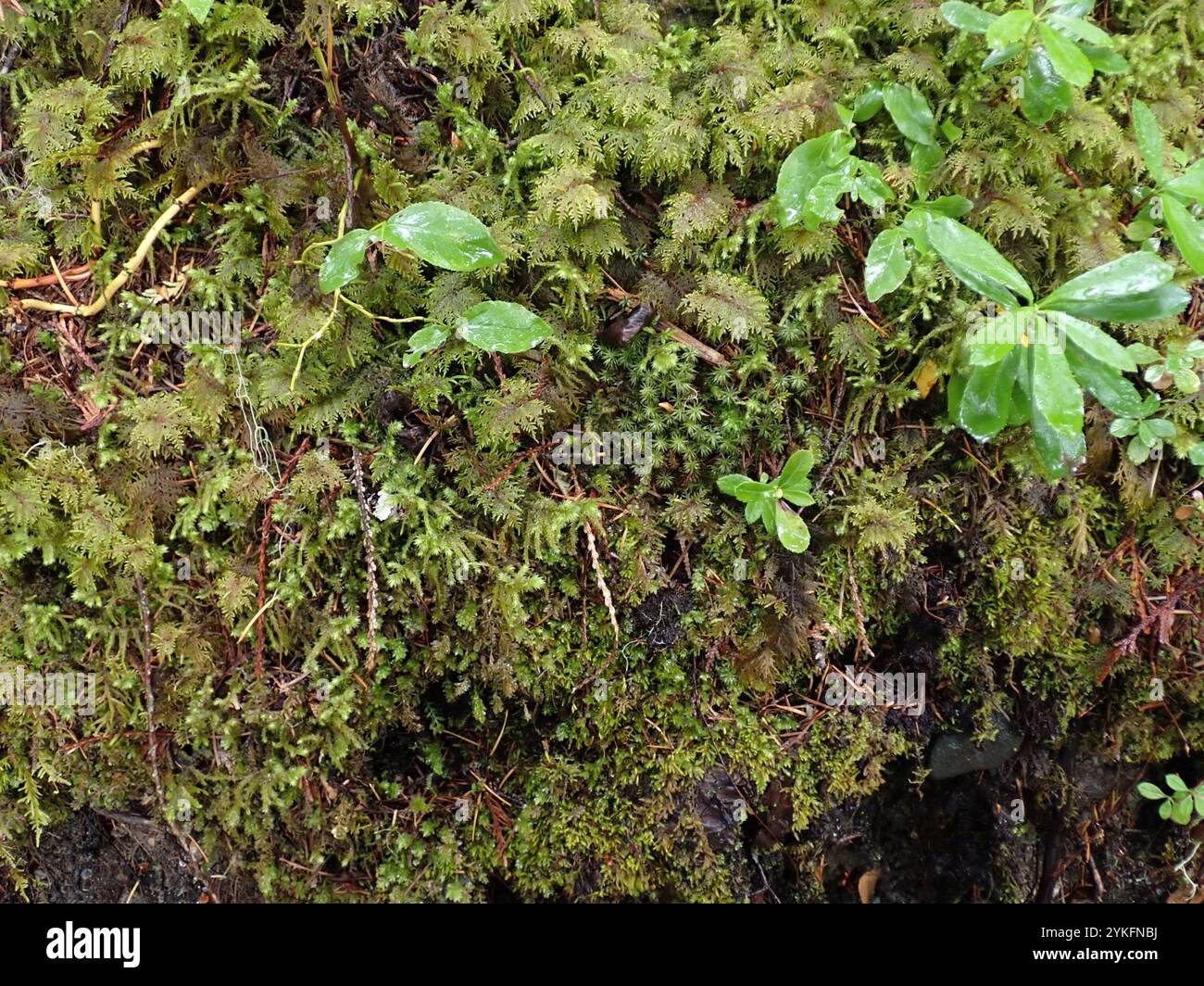 magnificent leafy moss (Plagiomnium venustum Stock Photo - Alamy