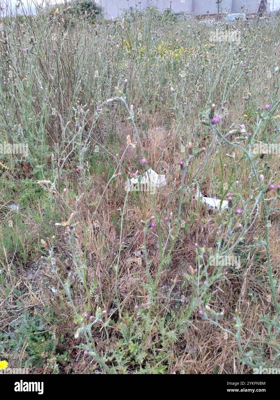 Italian thistle (Carduus pycnocephalus Stock Photo - Alamy