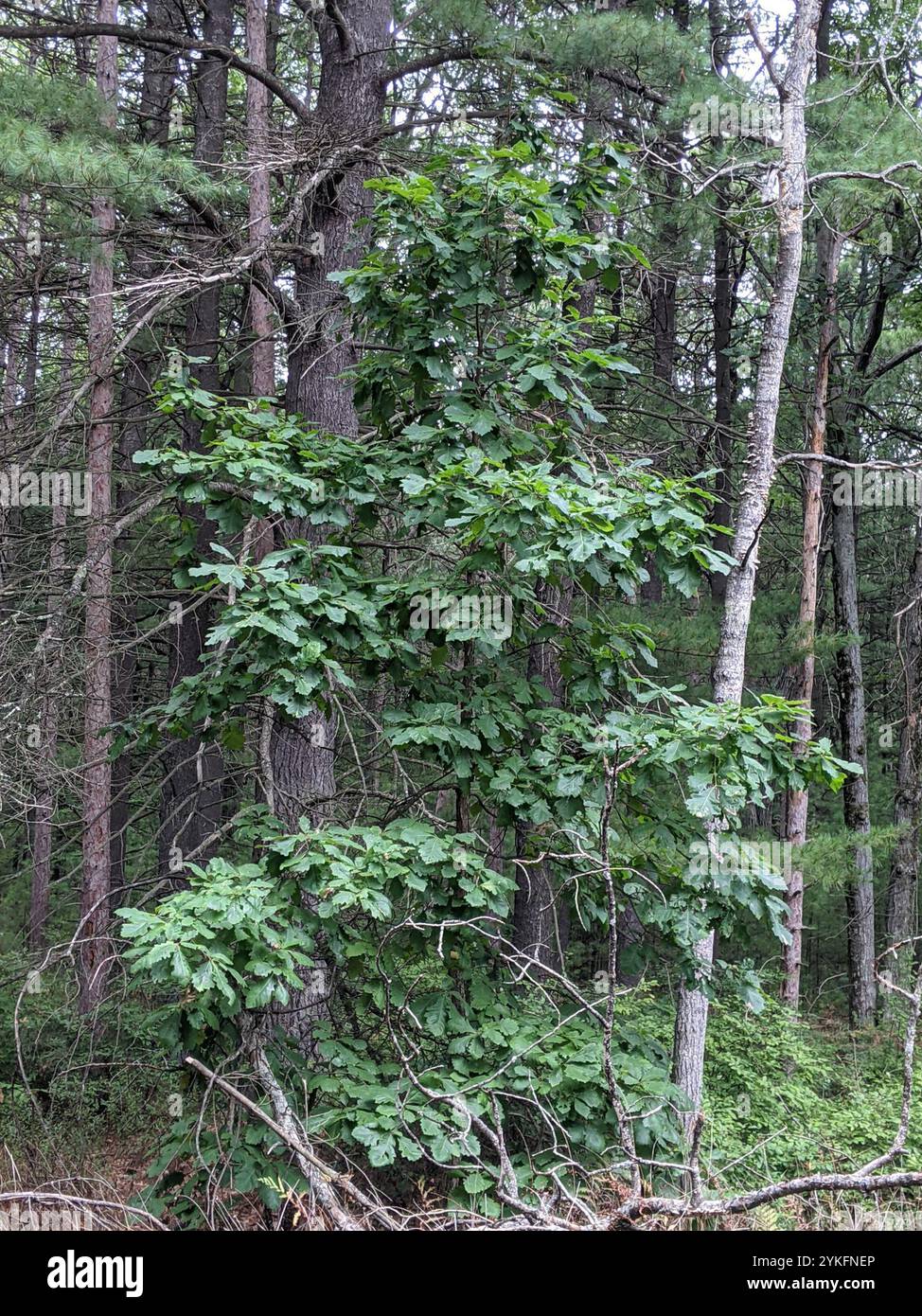 swamp white oak (Quercus bicolor Stock Photo - Alamy