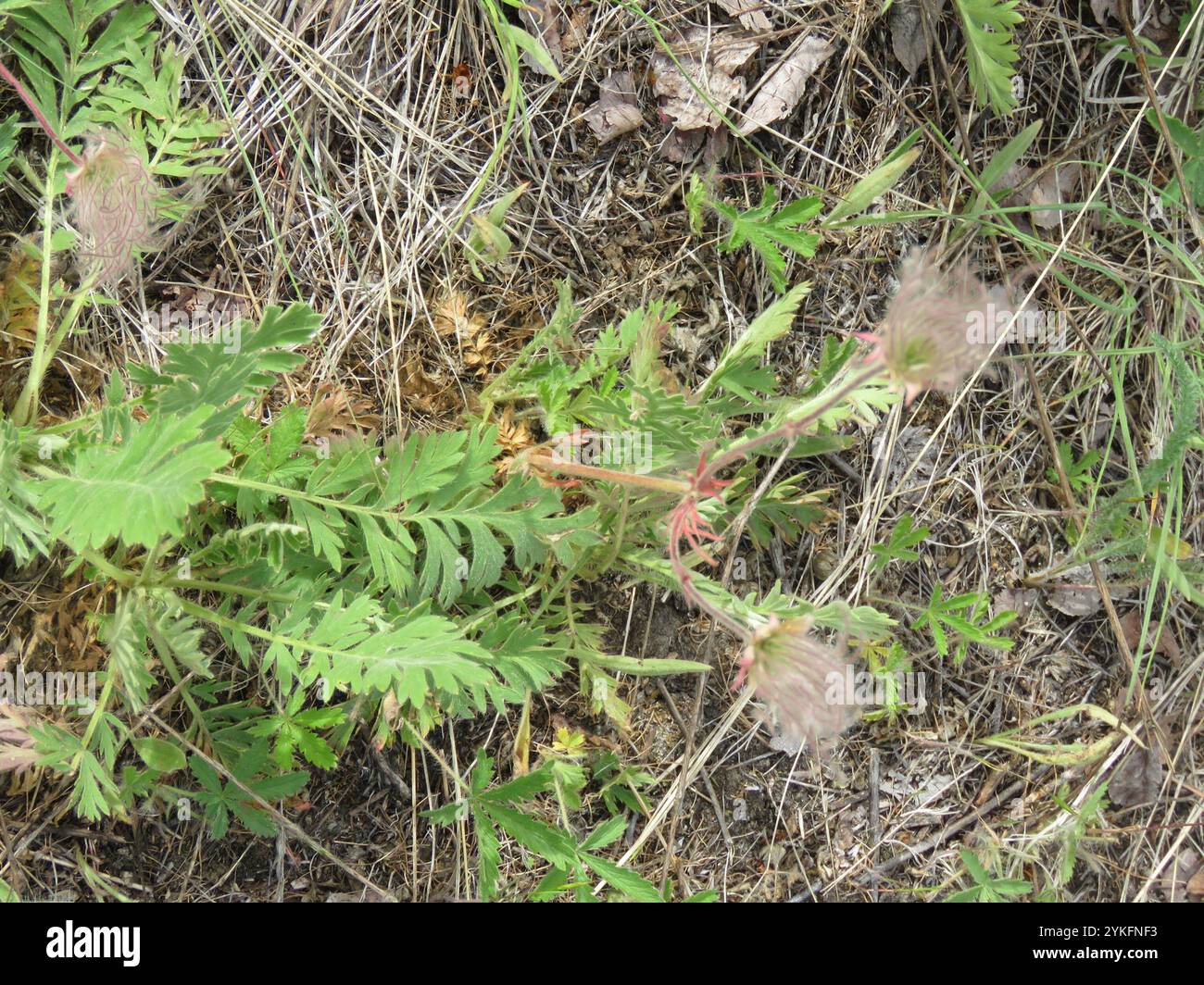 prairie smoke (Geum triflorum Stock Photo - Alamy