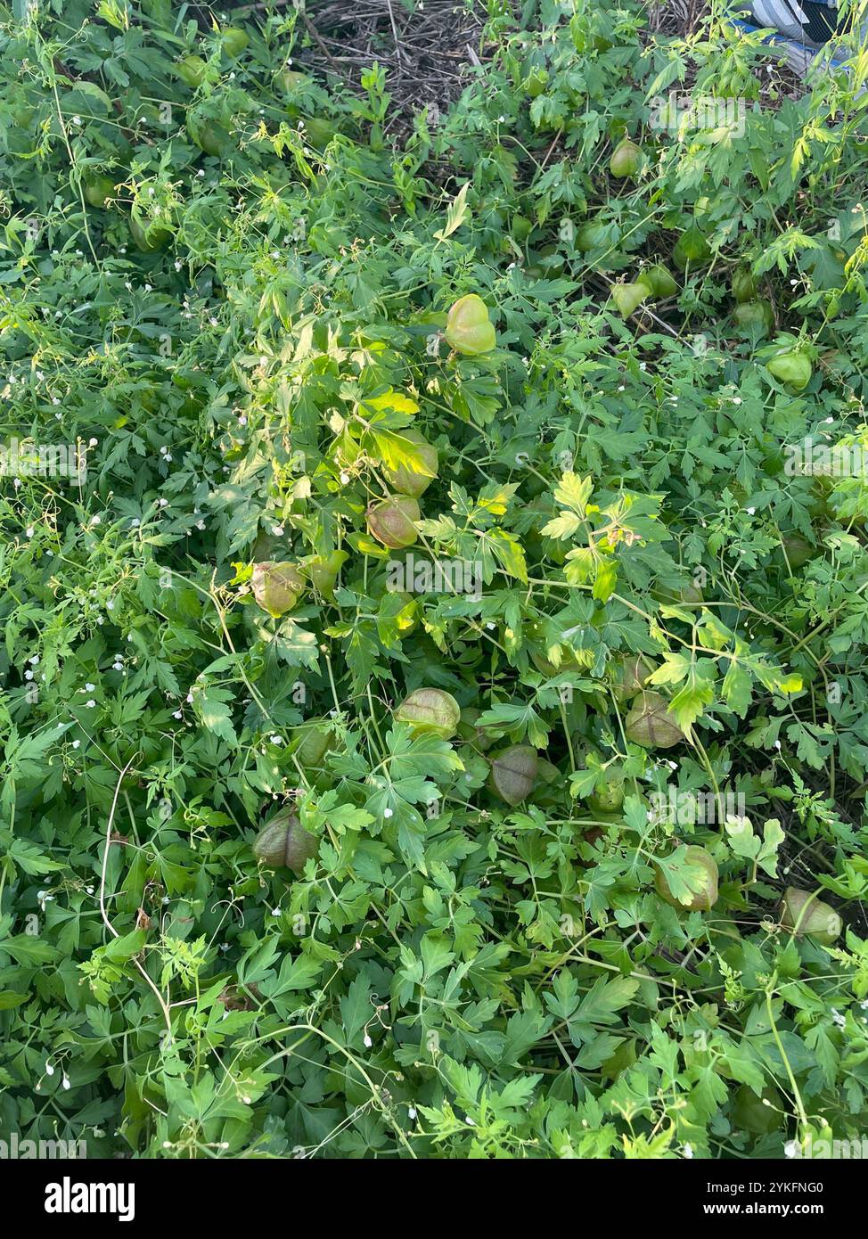 Lesser Balloon Vine (Cardiospermum halicacabum Stock Photo - Alamy