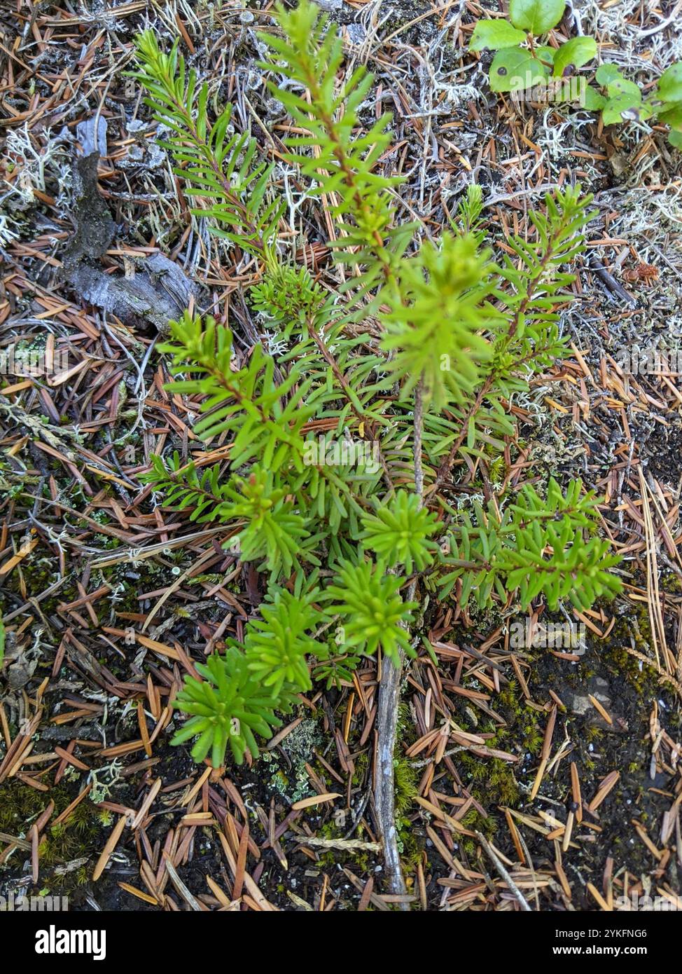 pink mountainheath (Phyllodoce empetriformis Stock Photo - Alamy