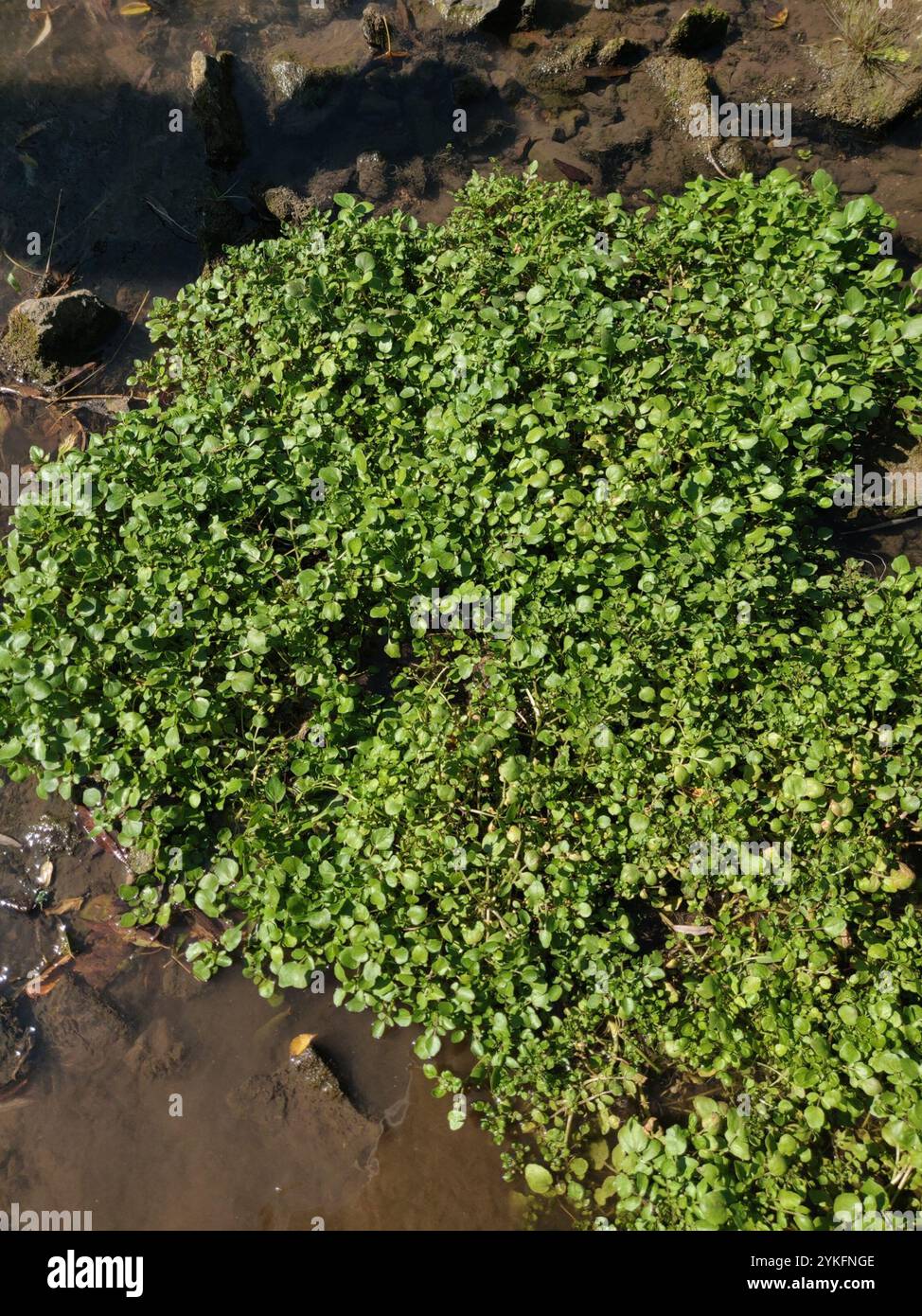 watercress (Nasturtium officinale Stock Photo - Alamy