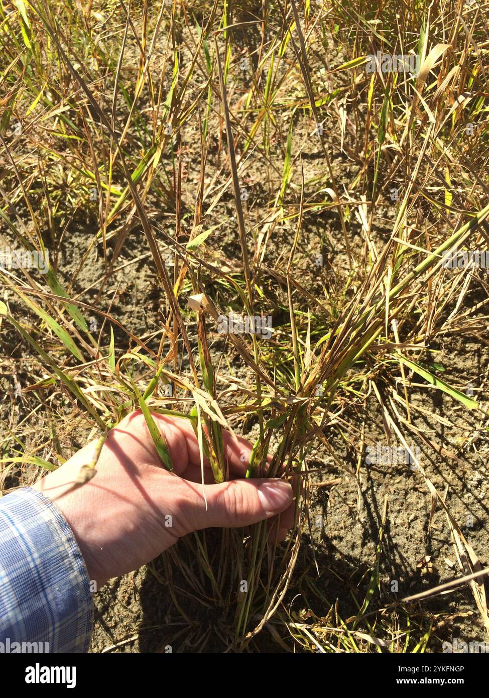 northern wild rice (Zizania palustris Stock Photo - Alamy