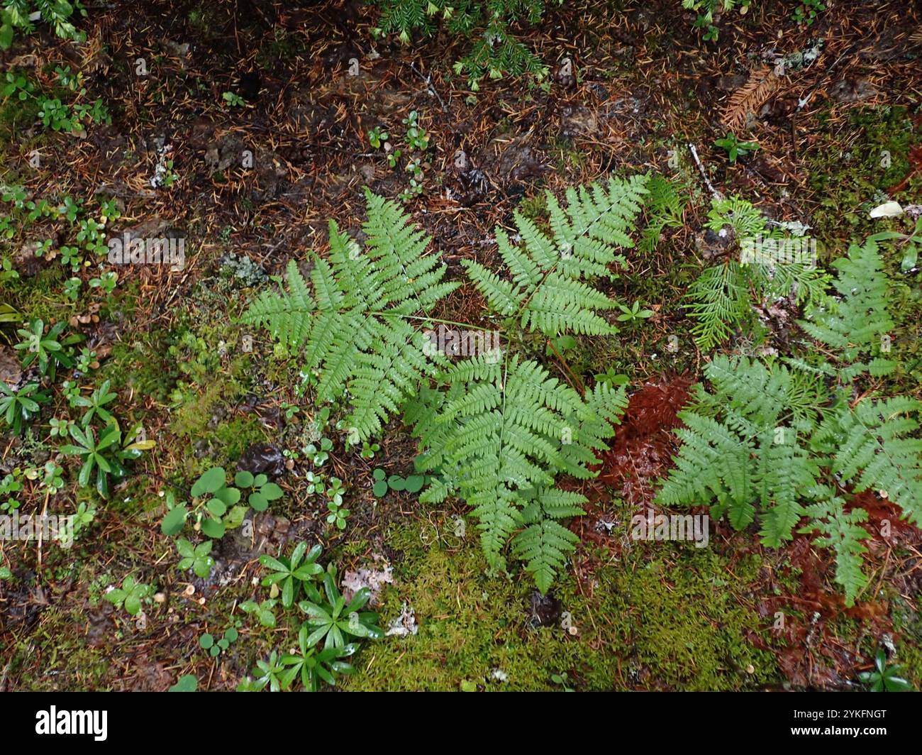 common bracken (Pteridium aquilinum Stock Photo - Alamy