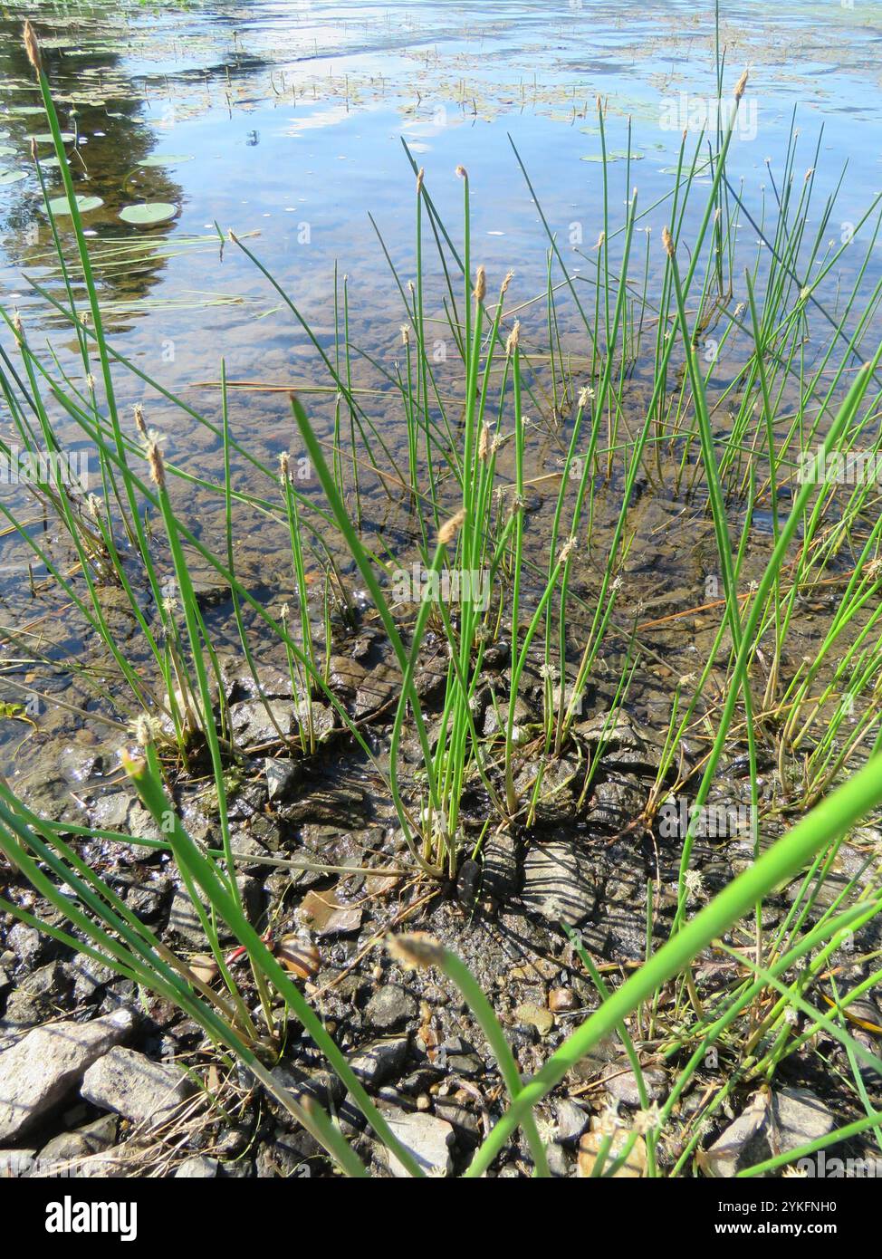 common spikerush (Eleocharis palustris Stock Photo - Alamy