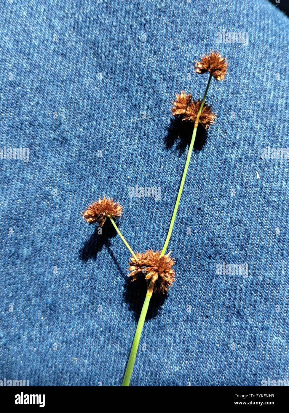 dagger rush (Juncus ensifolius Stock Photo - Alamy