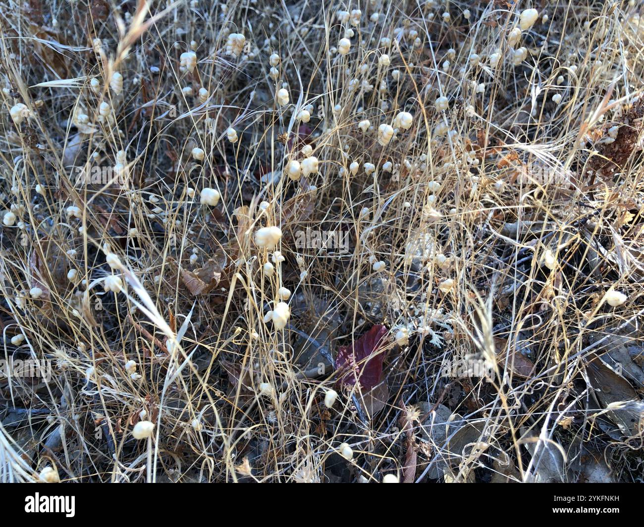 Greater Quaking Grass (Briza maxima Stock Photo - Alamy