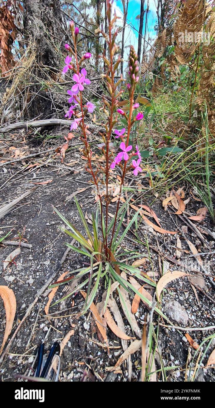 Thrift leaved triggerplant hi-res stock photography and images - Alamy