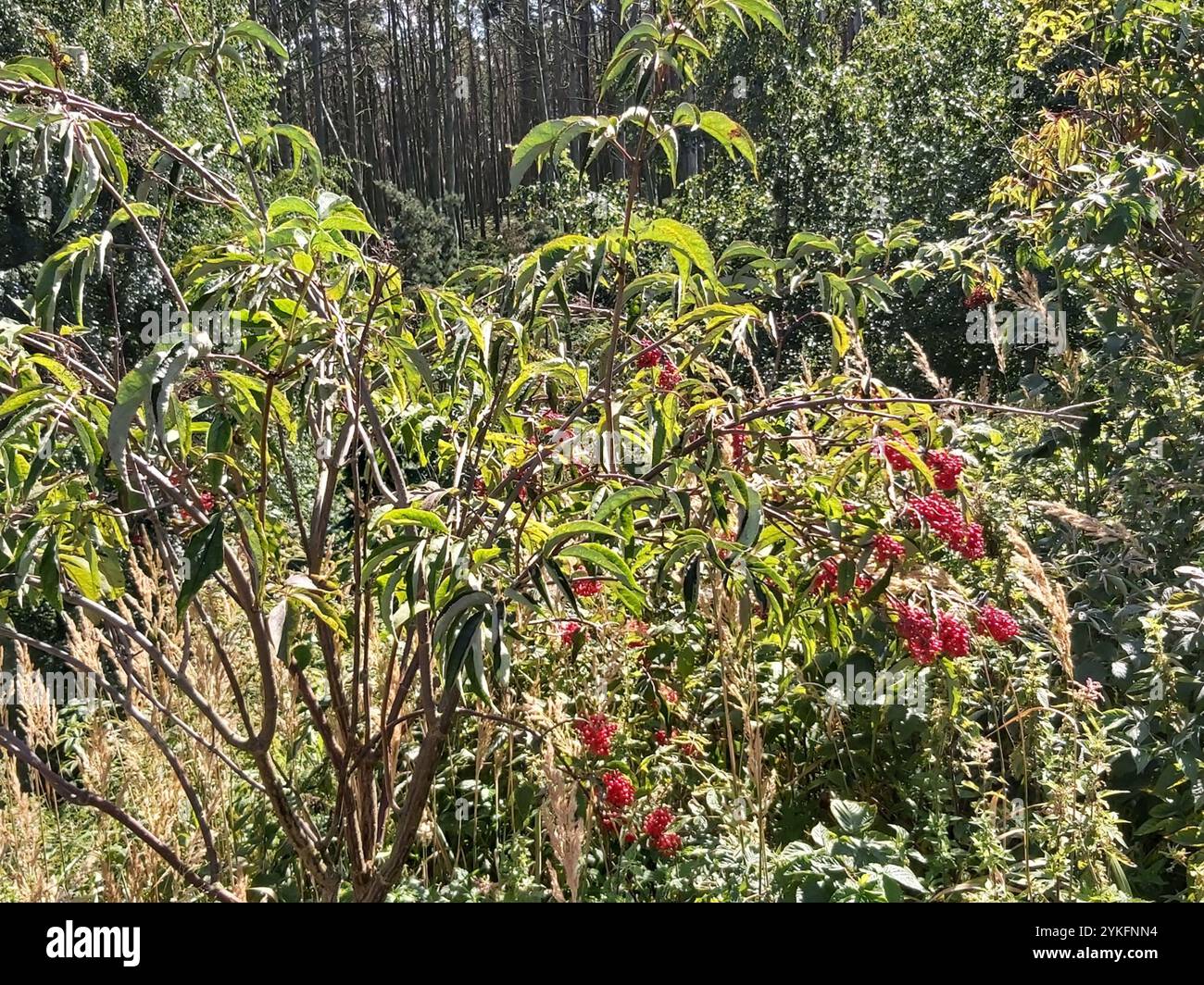 red-berried elder (Sambucus racemosa Stock Photo - Alamy