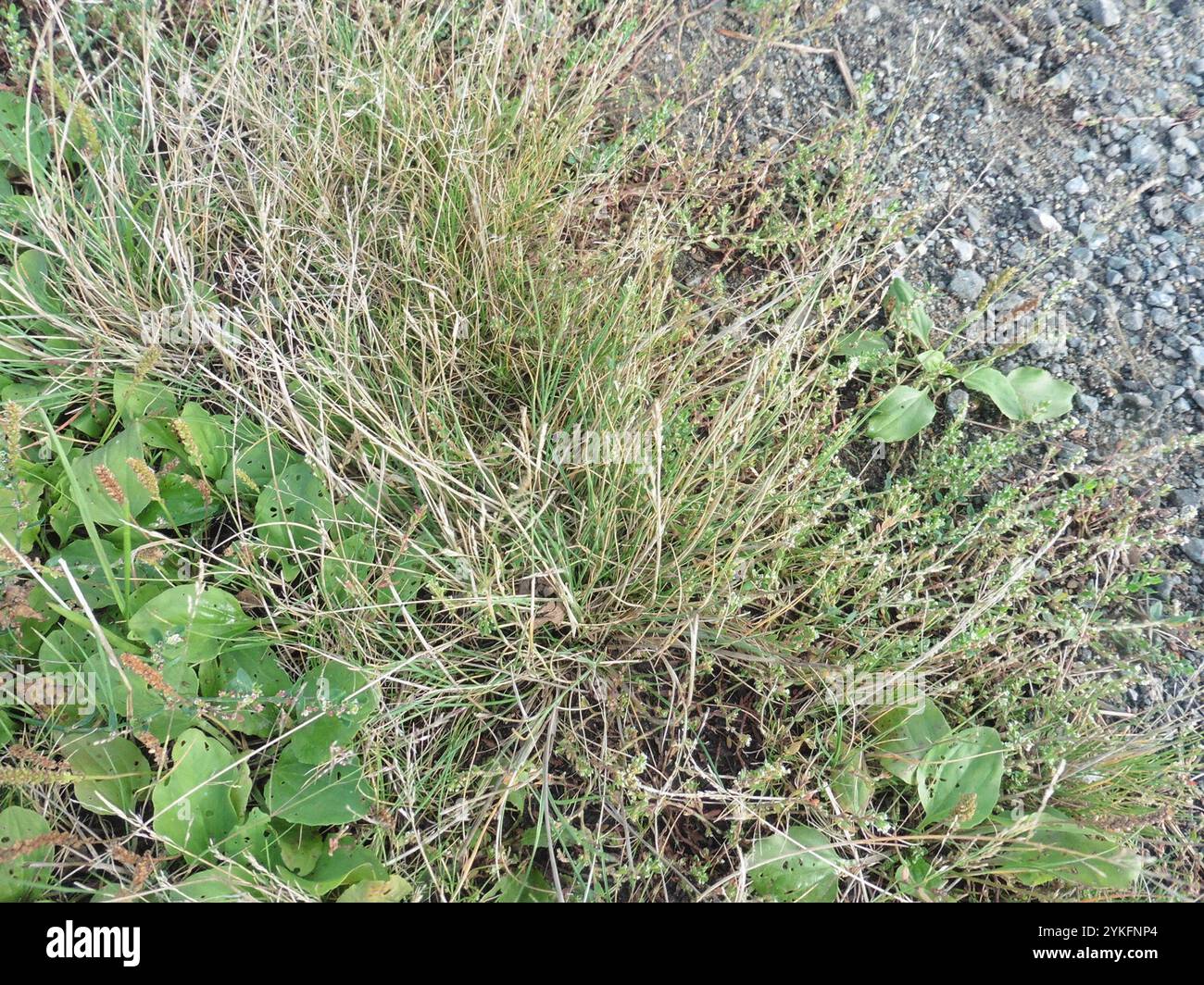 european alkali grass (Puccinellia distans Stock Photo - Alamy