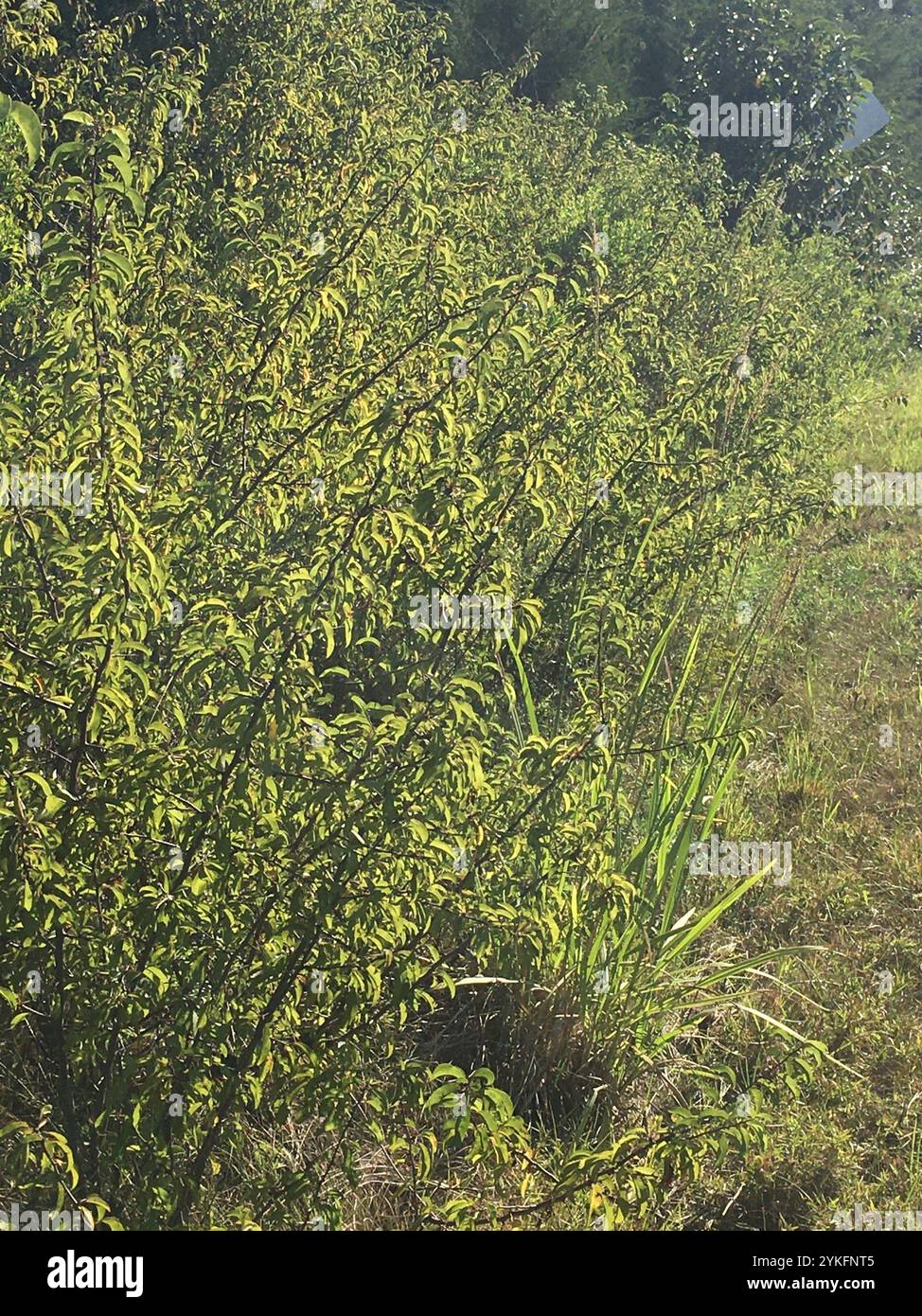 Chickasaw plum (Prunus angustifolia Stock Photo - Alamy