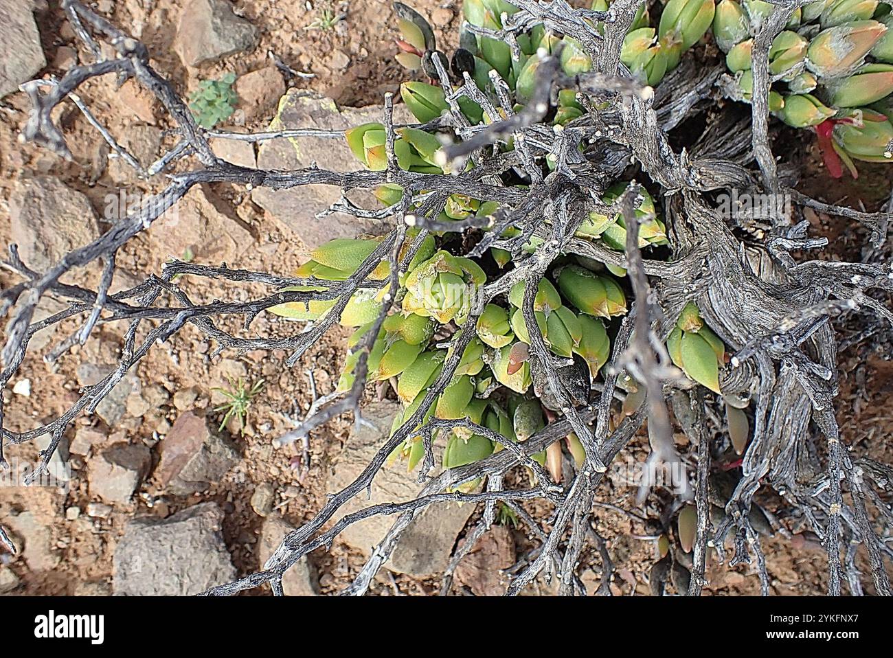 Namaqua Skeletonfig (Mesembryanthemum tortuosum Stock Photo - Alamy