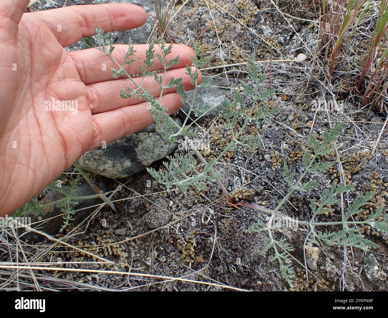 Bigseed hi-res stock photography and images - Alamy