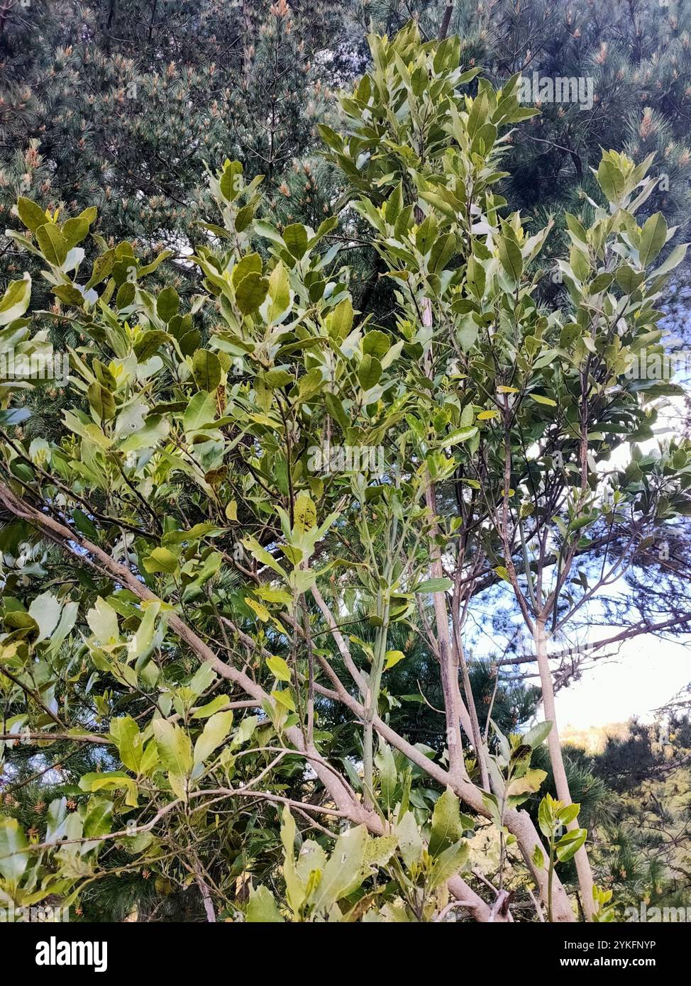 Hedycarya arborea hedycarya arborea hi-res stock photography and images ...