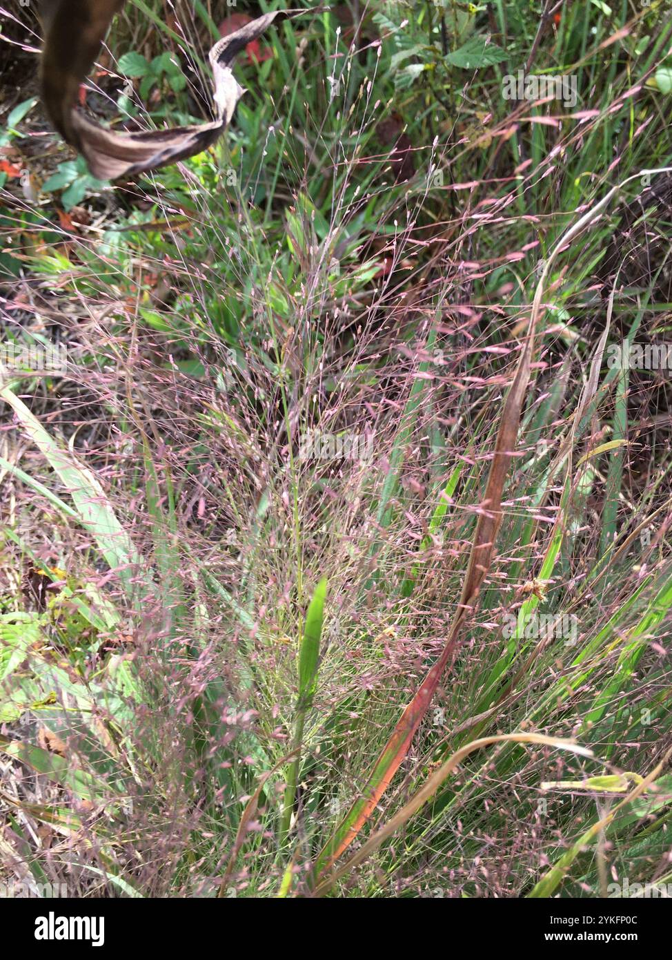 Purple lovegrass hi-res stock photography and images - Alamy