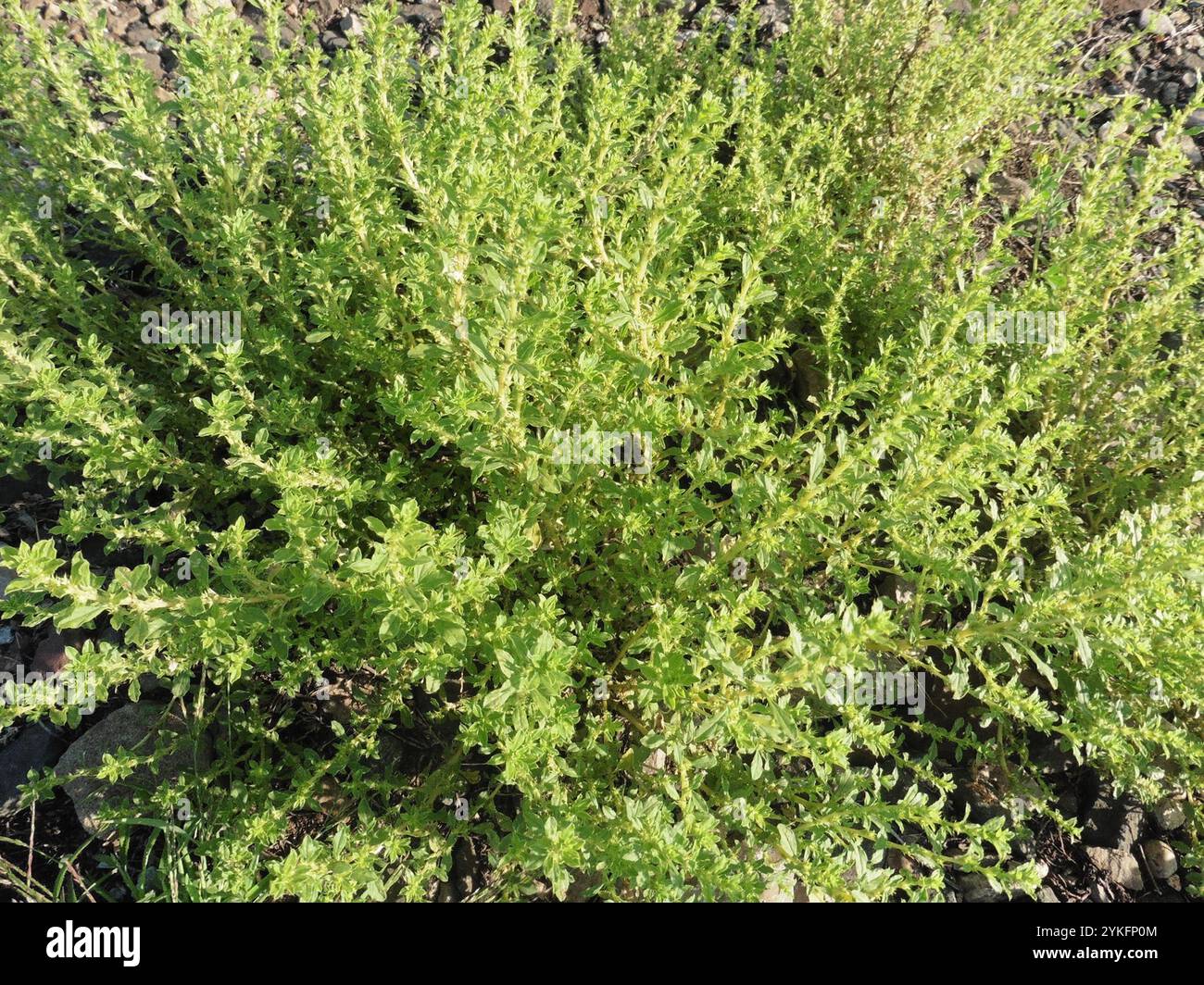 Prostrate pigweed hi-res stock photography and images - Alamy