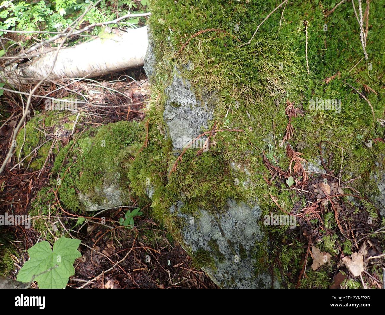 Thyme and Allied Mosses (Plagiomnium Stock Photo - Alamy