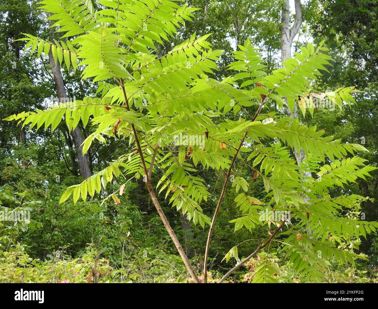 staghorn sumac (Rhus typhina Stock Photo - Alamy