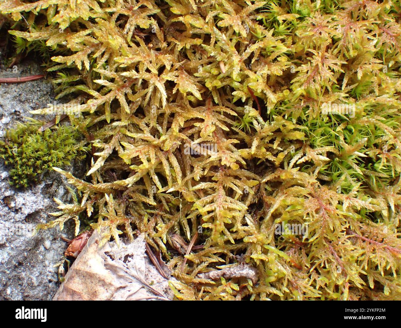 Red-stemmed Feather Moss (Pleurozium schreberi Stock Photo - Alamy