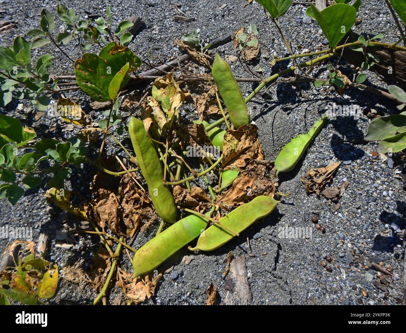 Canavalia rosea beach bean hi-res stock photography and images - Alamy