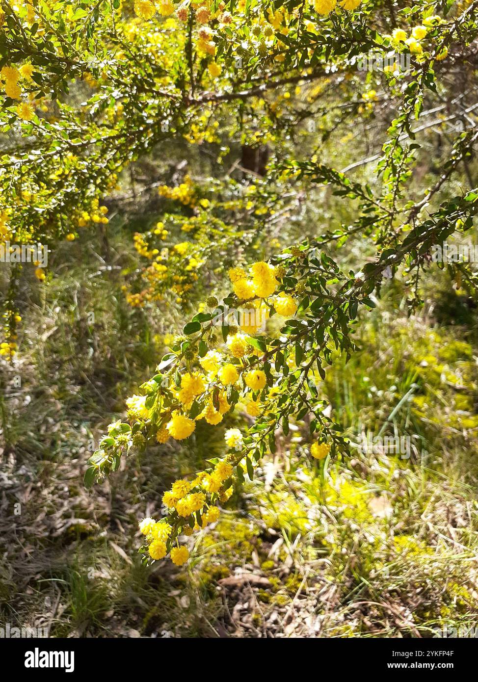Kangaroo thorn (Acacia paradoxa Stock Photo - Alamy
