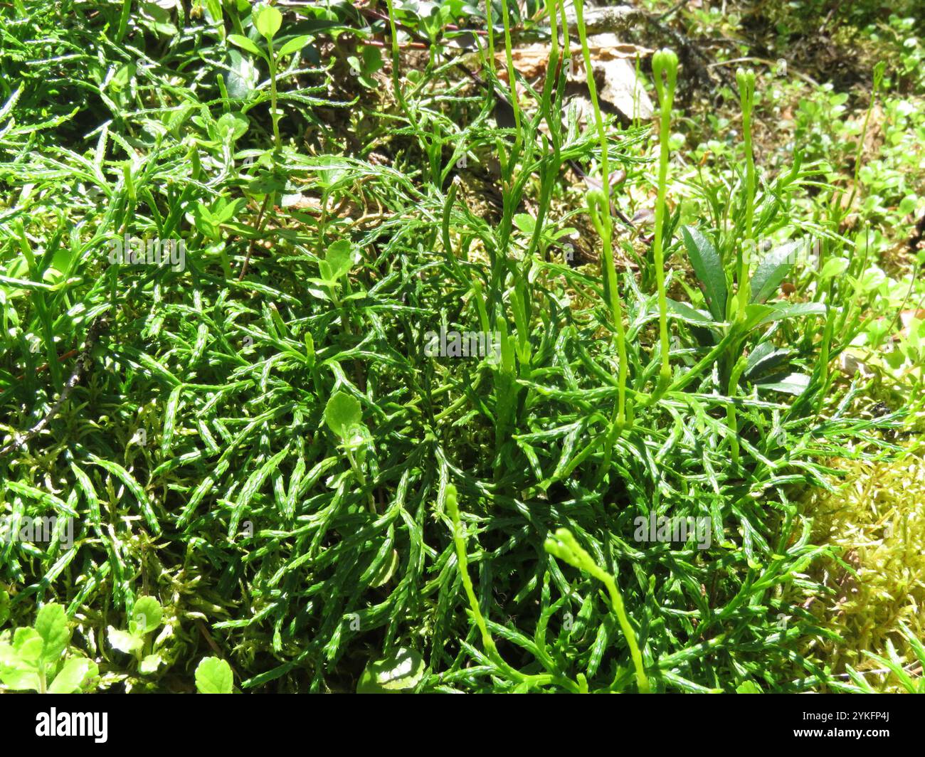 northern ground-cedar (Diphasiastrum complanatum Stock Photo - Alamy