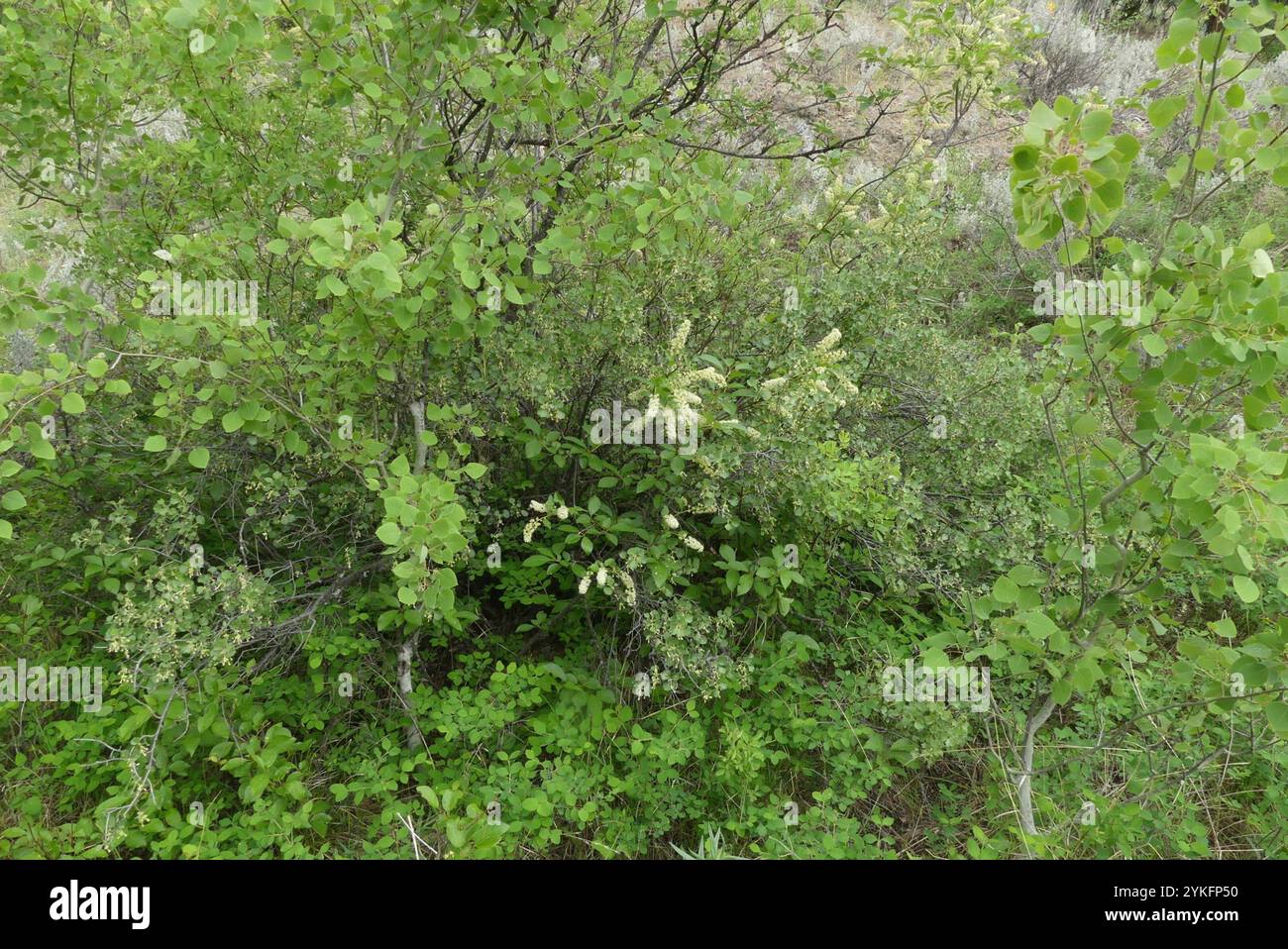 chokecherry (Prunus virginiana Stock Photo - Alamy