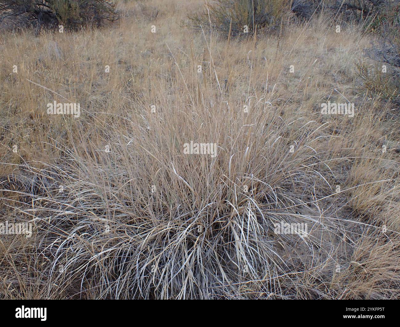 Leymus cinereus hi-res stock photography and images - Alamy