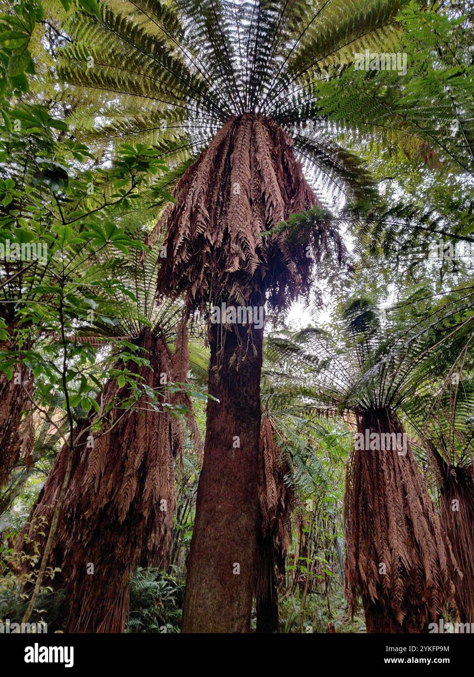 golden tree fern (Dicksonia fibrosa Stock Photo - Alamy