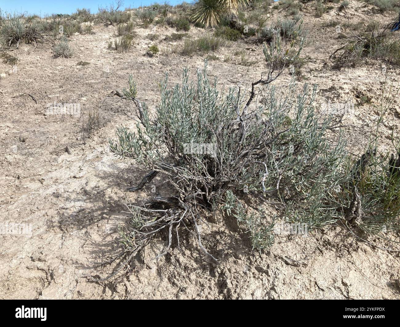 Frosted Mint (Poliomintha incana Stock Photo - Alamy