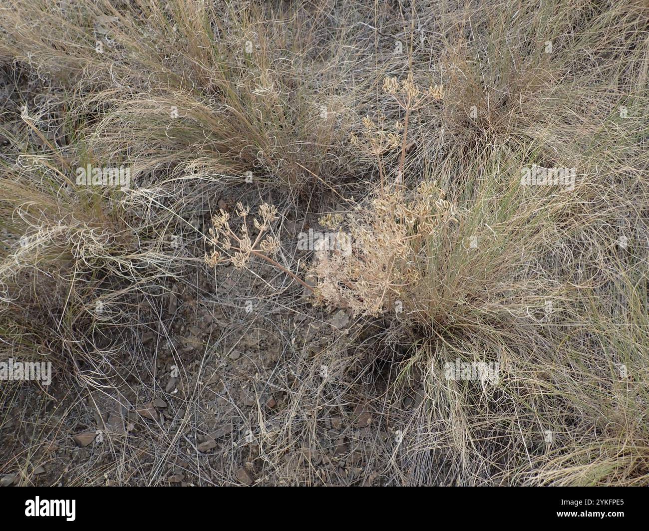 Carrotleaf Biscuitroot (Lomatium multifidum Stock Photo - Alamy