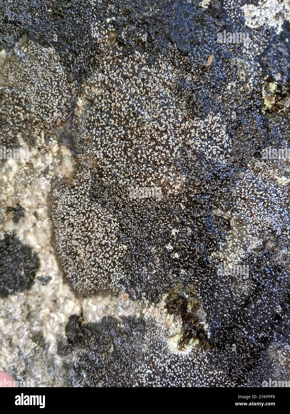 Tile Lichens (Lecidea Stock Photo - Alamy