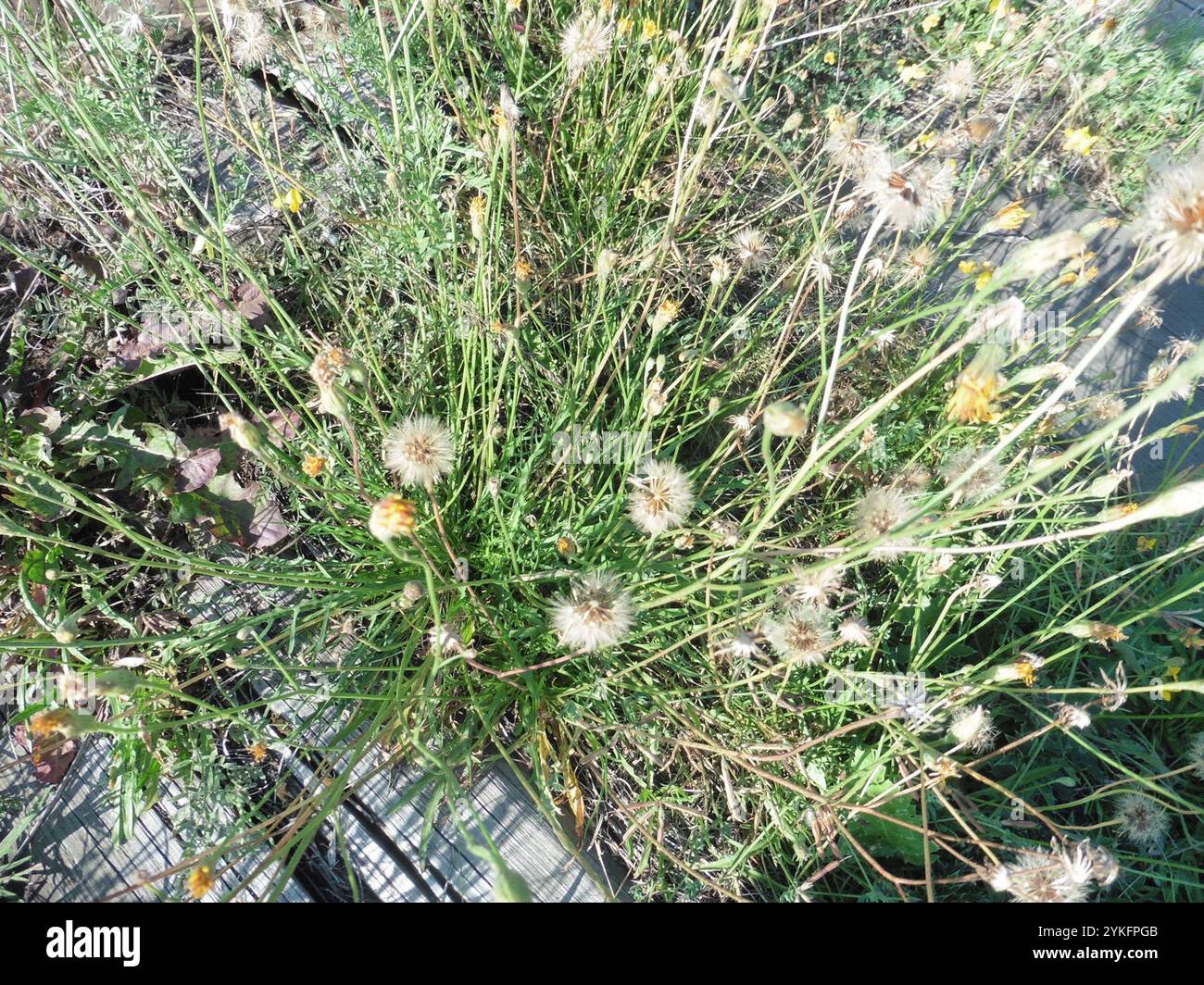 Autumn Hawkbit (Scorzoneroides autumnalis Stock Photo - Alamy