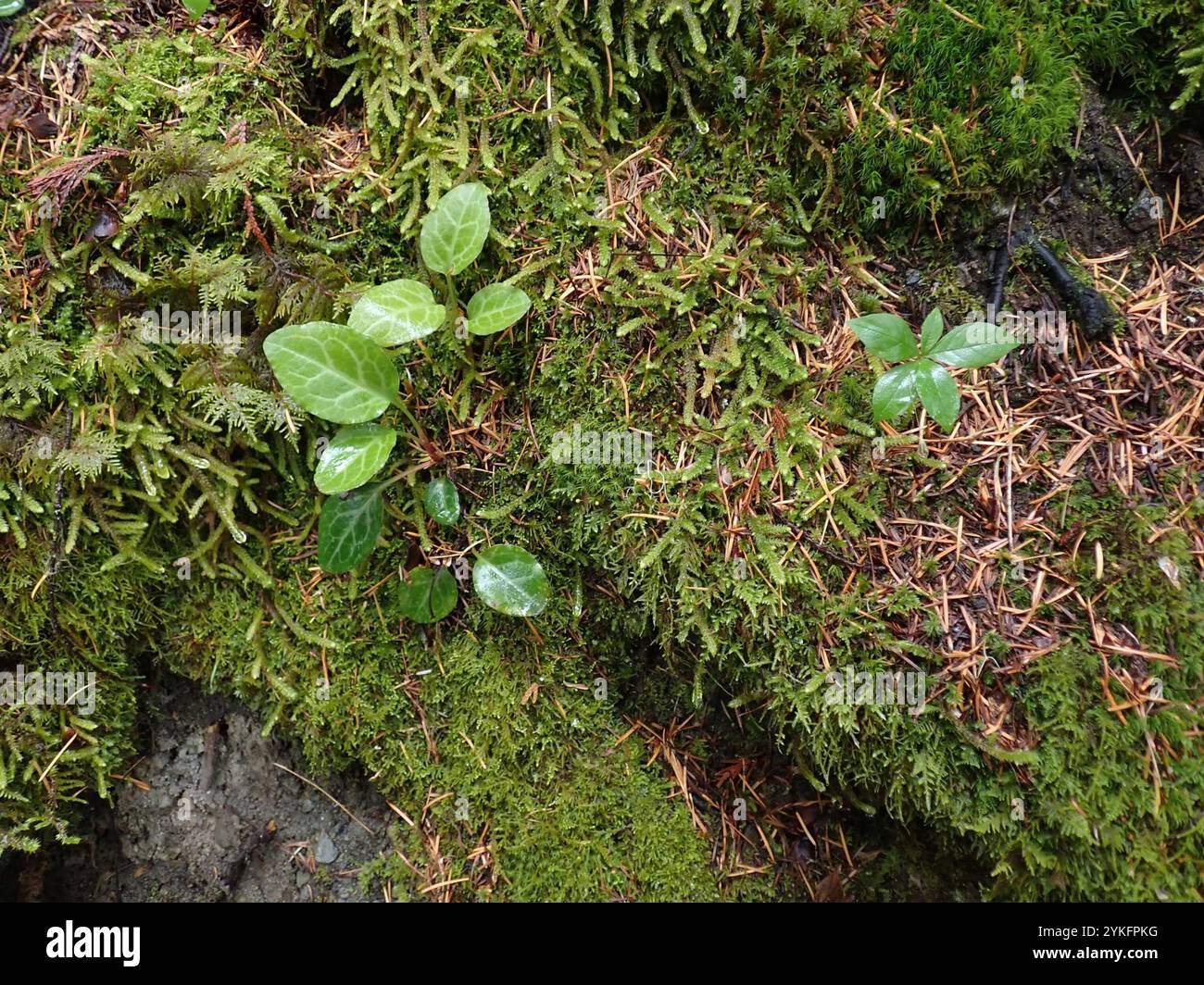 Common Apple-moss (Bartramia pomiformis Stock Photo - Alamy