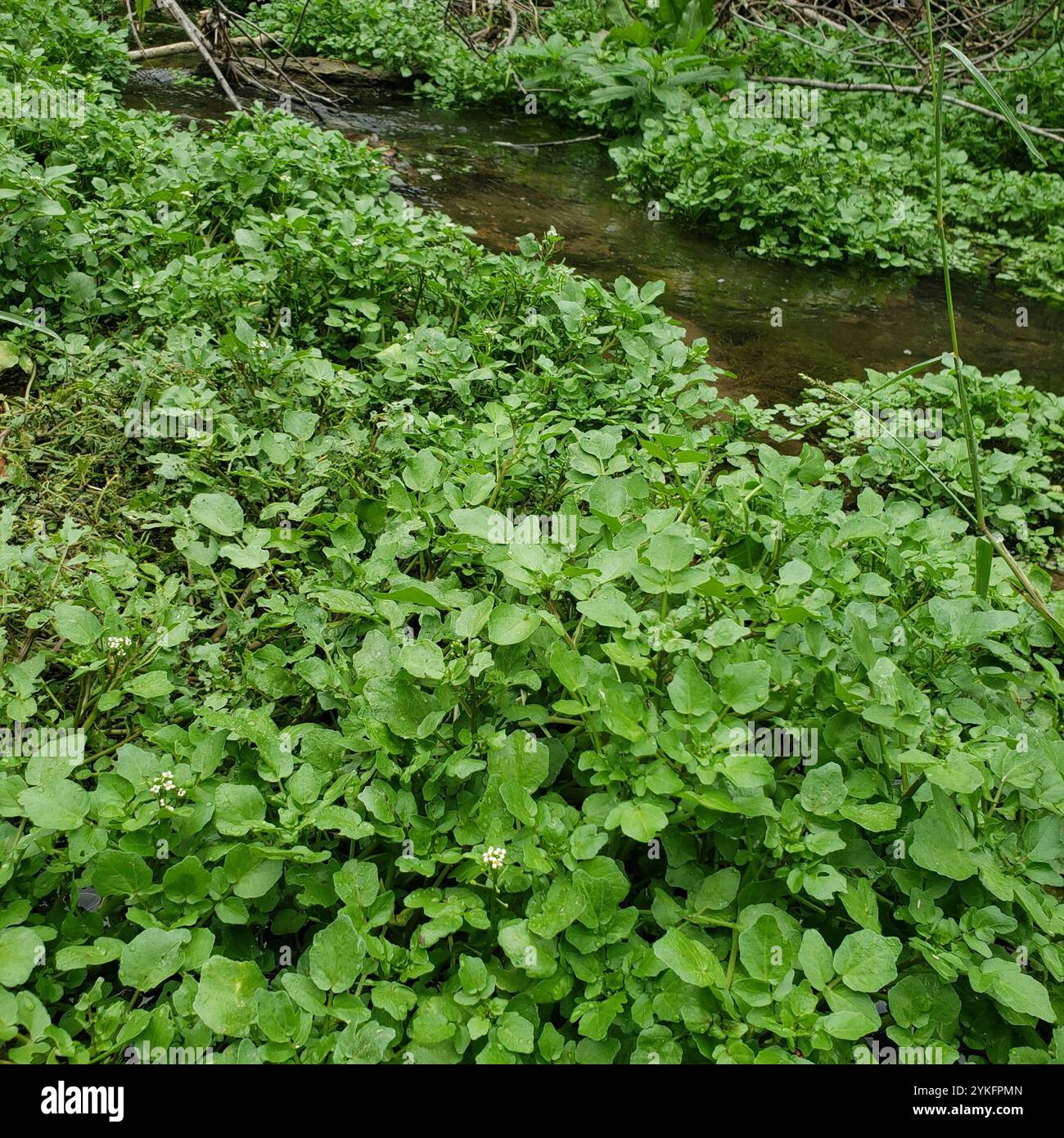 watercress (Nasturtium officinale Stock Photo - Alamy