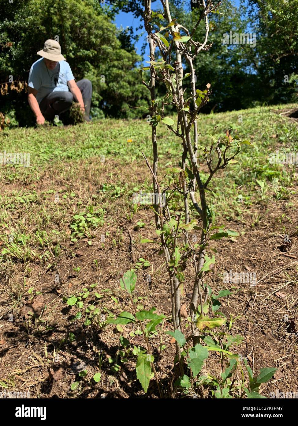 sweet crabapple (Malus coronaria Stock Photo - Alamy