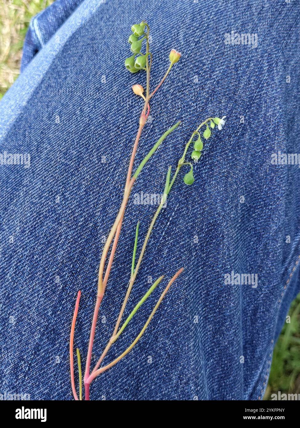 Narrow-leaved Montia (Montia linearis Stock Photo - Alamy