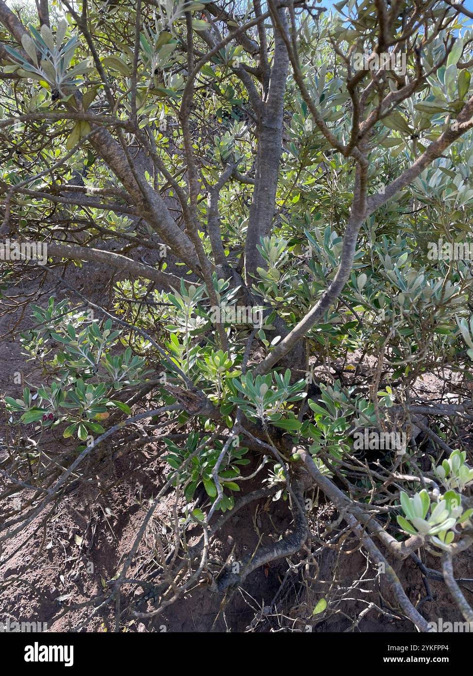 Pittosporum crassifolium karo hi-res stock photography and images - Alamy