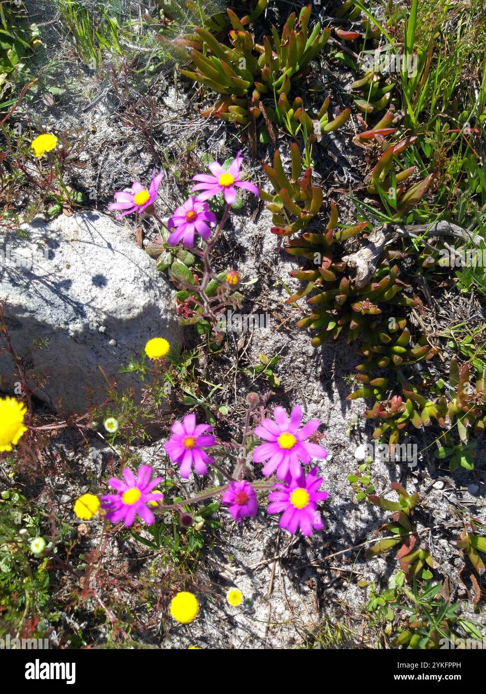 Senecio arenarius hi-res stock photography and images - Alamy