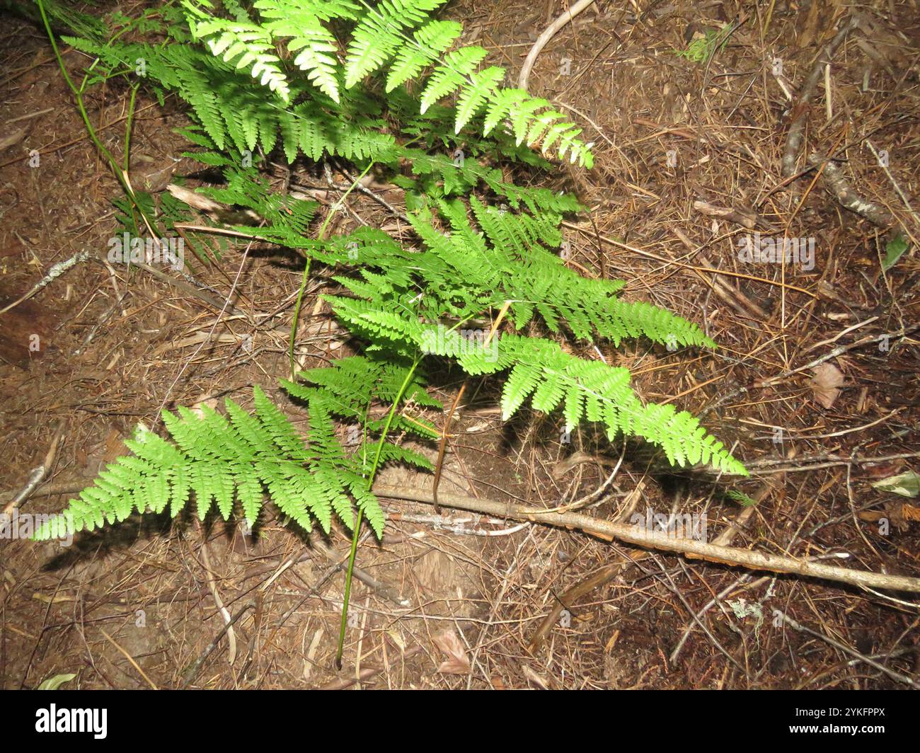 common bracken (Pteridium aquilinum Stock Photo - Alamy