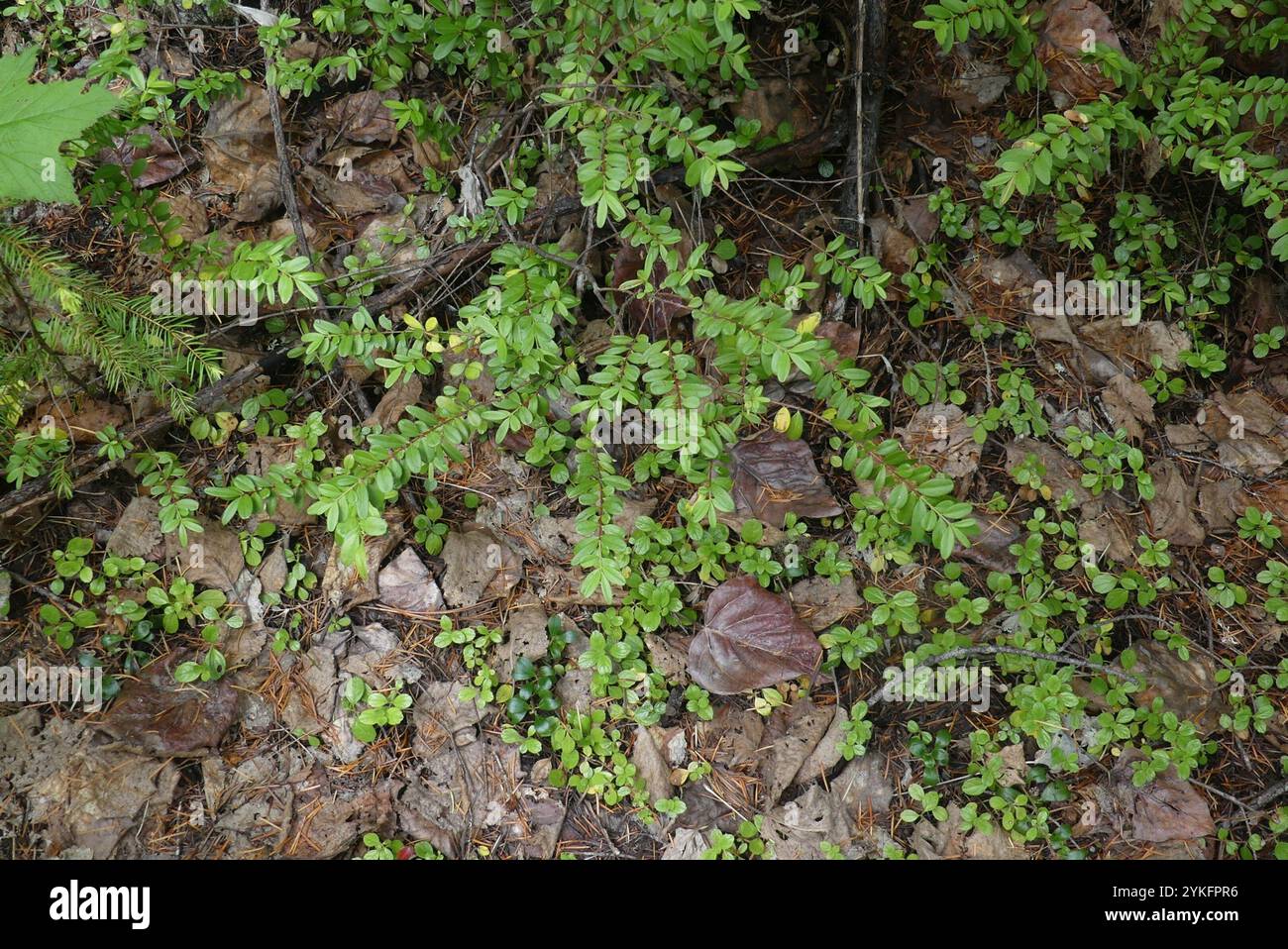 Oregon Boxwood (Paxistima myrsinites Stock Photo - Alamy