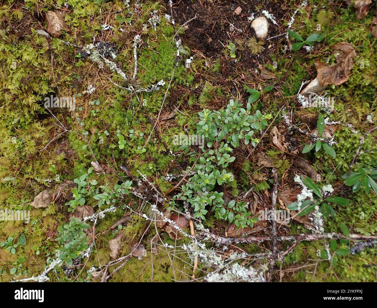 Oregon Boxwood (Paxistima myrsinites Stock Photo - Alamy